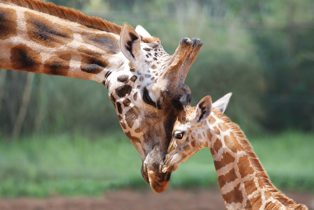 Scheda Giraffe - Tornei Hakuna Matata 2024 Piemonte - 2024-25